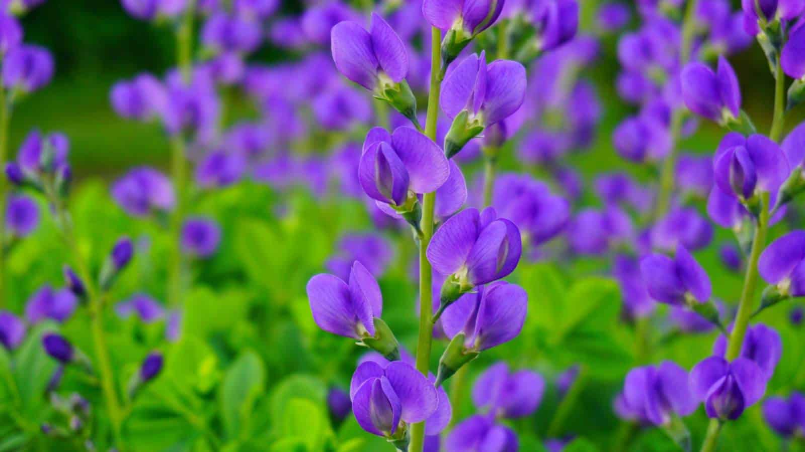 97 Purple Flowers (with Photos & Names) for Your Home & Garden
