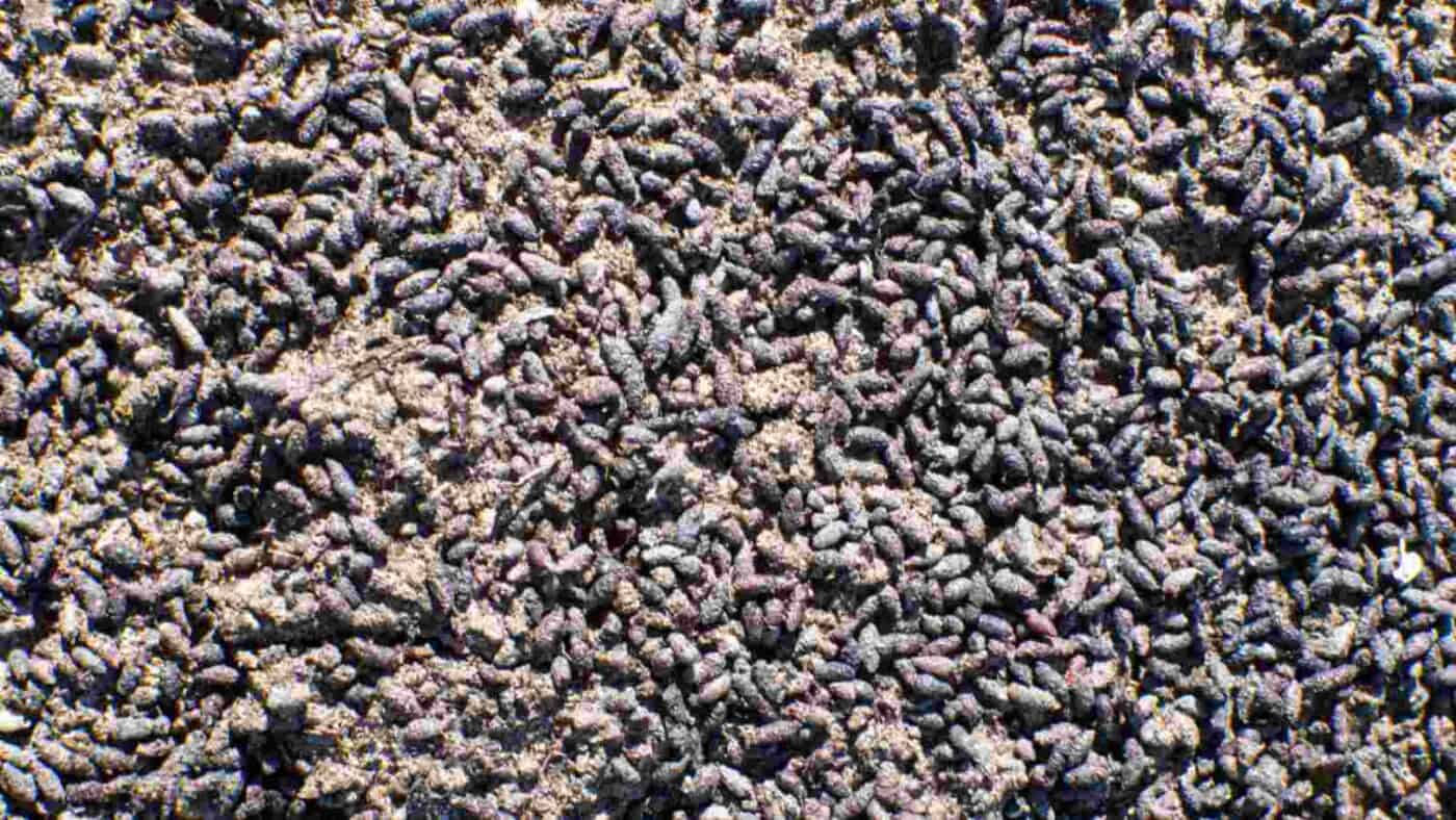 Guano: What Is It + How to Use It in Your Home Gardens