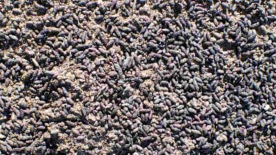 Guano: What Is It + How to Use It in Your Home Gardens