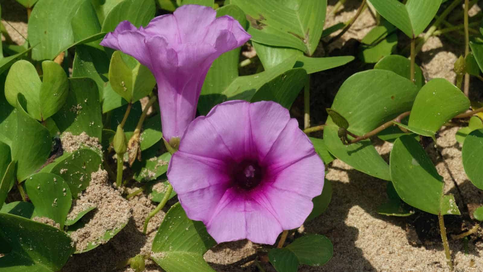 Morning Glory Varieties: 15 Stunning Types for Your Garden