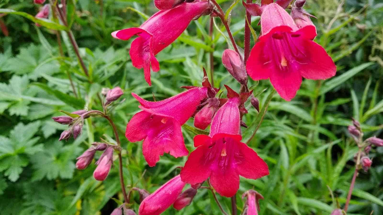 15 Flowers That Look Like Bells to Elevate Your Outdoor Space