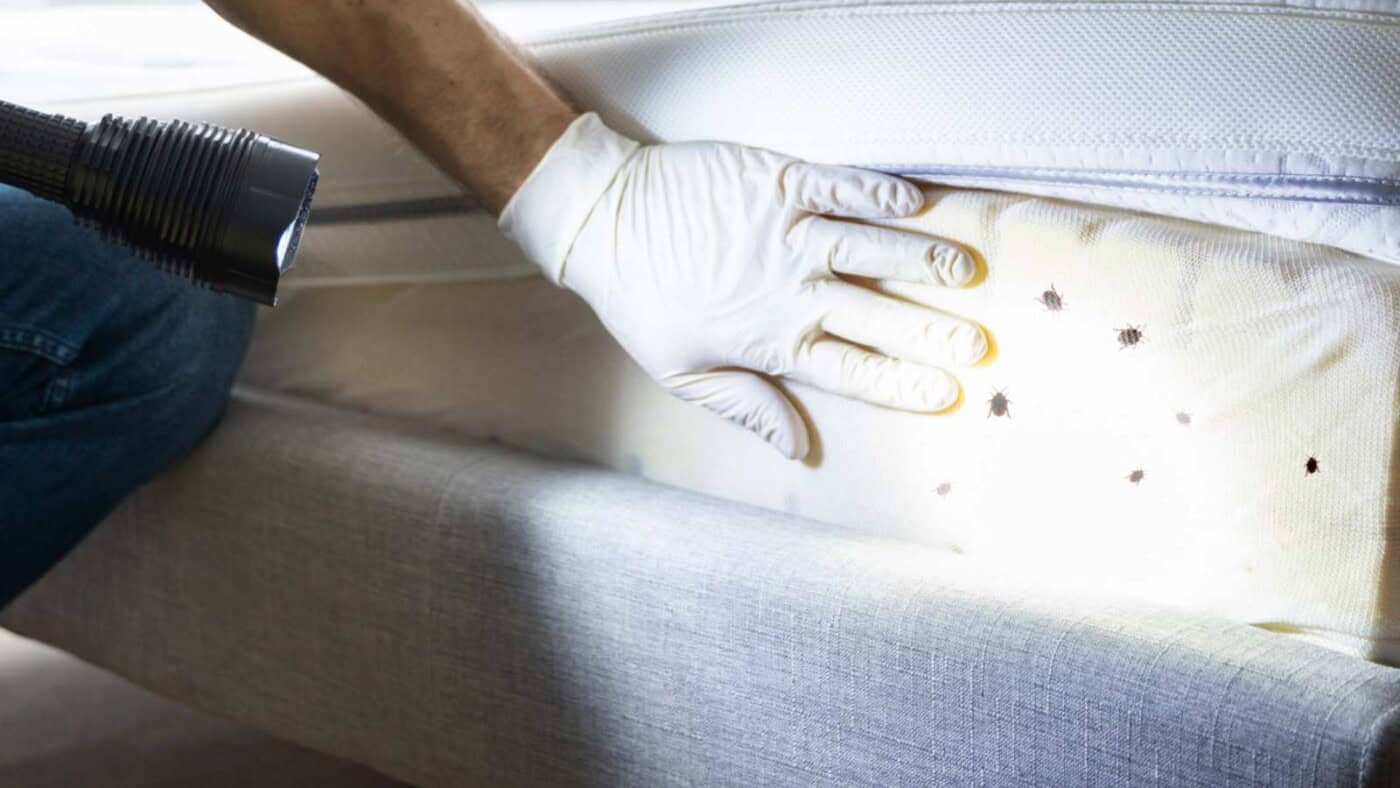 What Do Bed Bugs Look Like? (Complete Beginner's Guide)