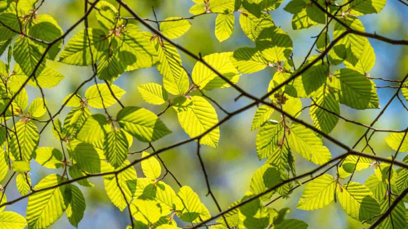Edible Tree Leaves: 11 Trees That Offer Delicious Leafy Goodness