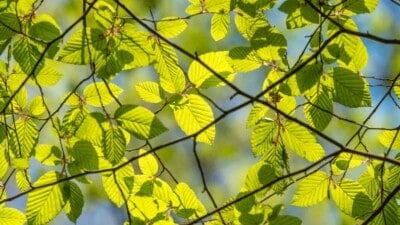 Edible Tree Leaves: 11 Trees That Offer Delicious Leafy Goodness