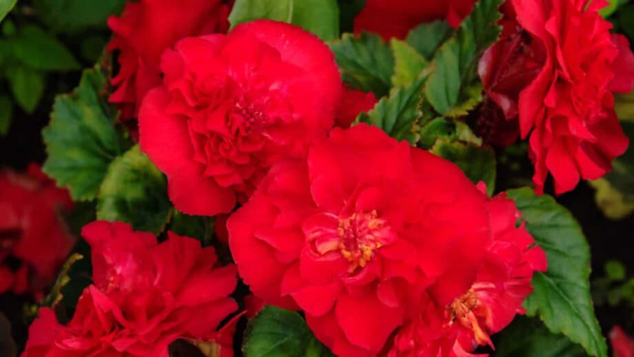 66 Types of Red Flowers for Your Garden (with Pictures)
