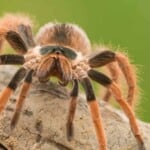 The 11 Biggest Spiders In The World (And Where They Live)
