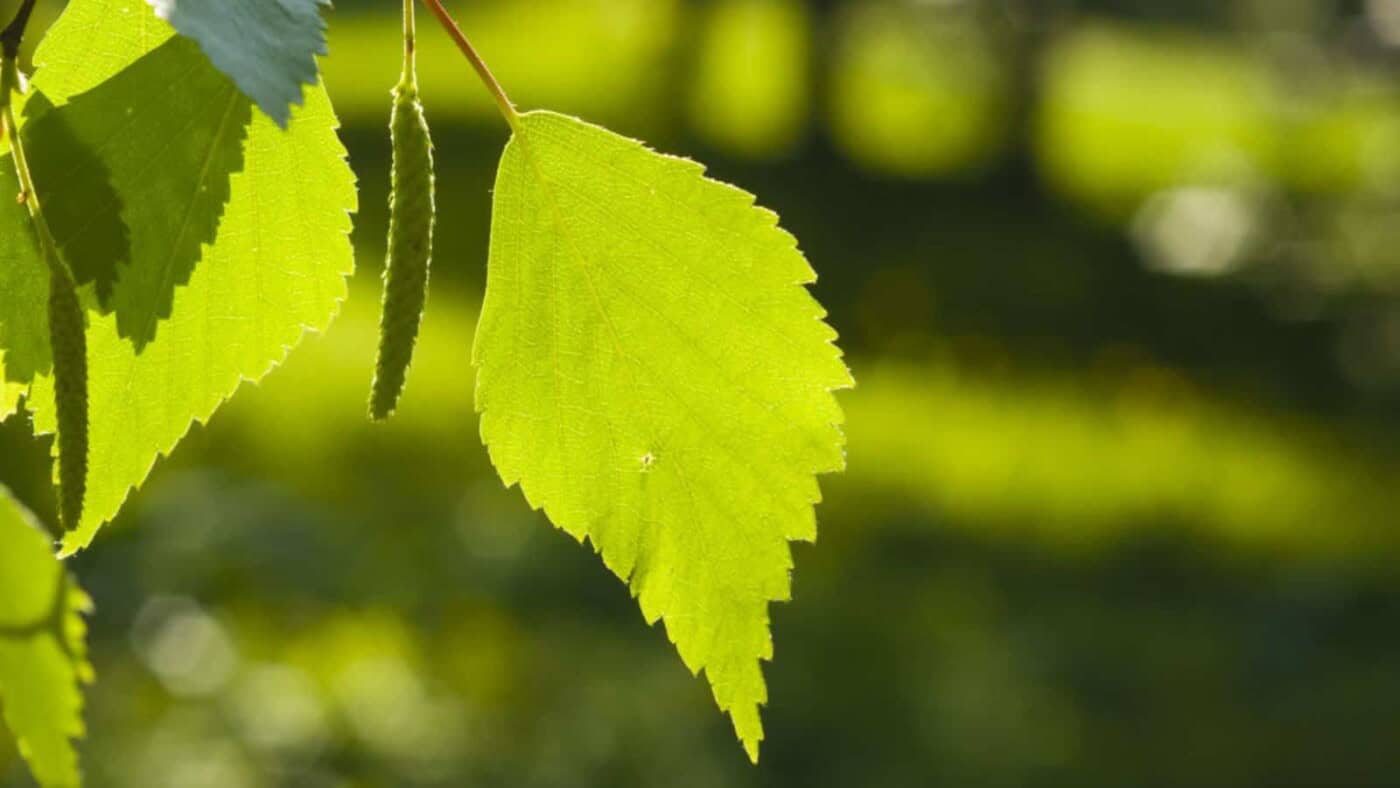Edible Tree Leaves: 11 Trees That Offer Delicious Leafy Goodness