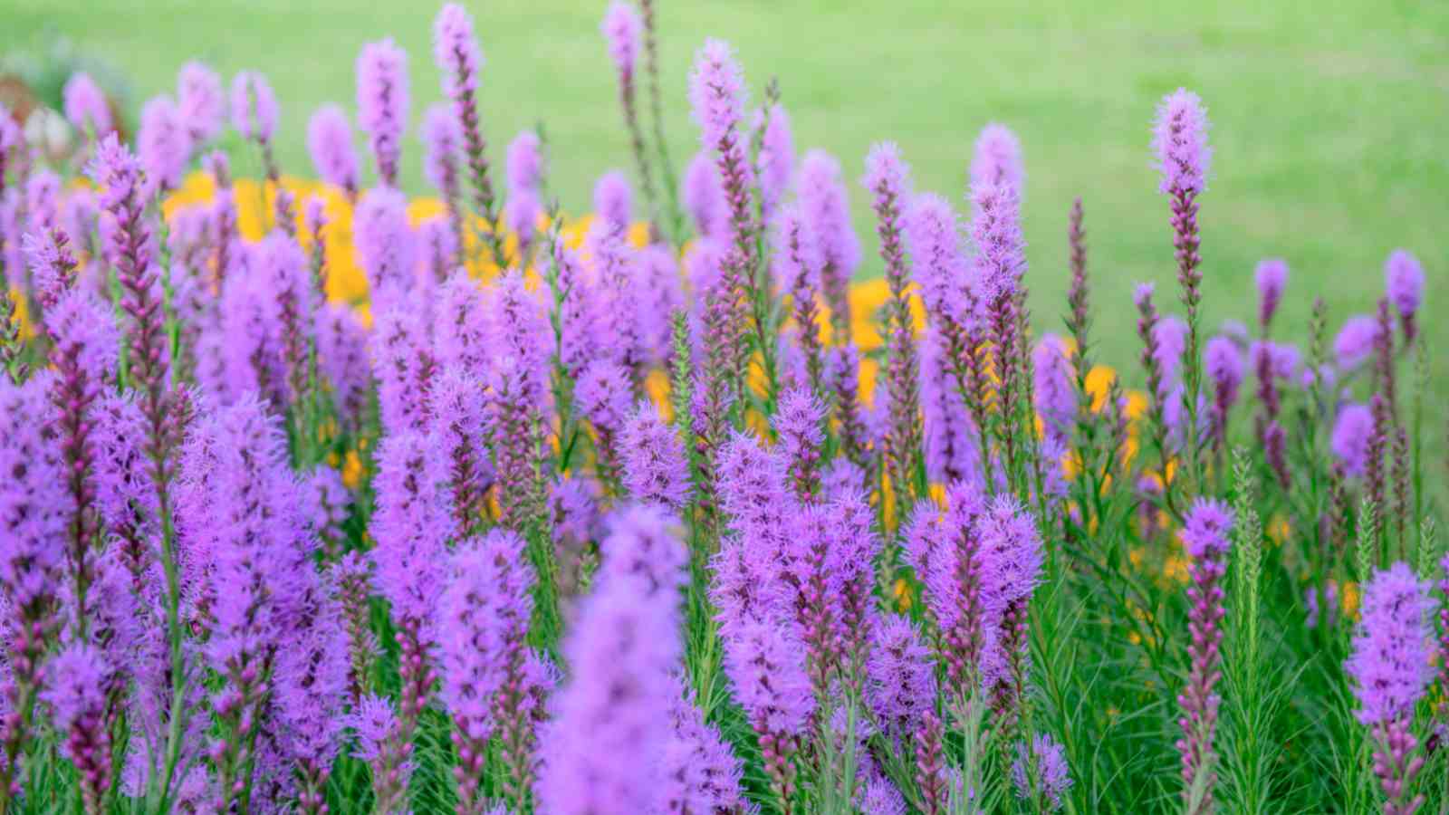97 Purple Flowers (with Photos & Names) for Your Home & Garden