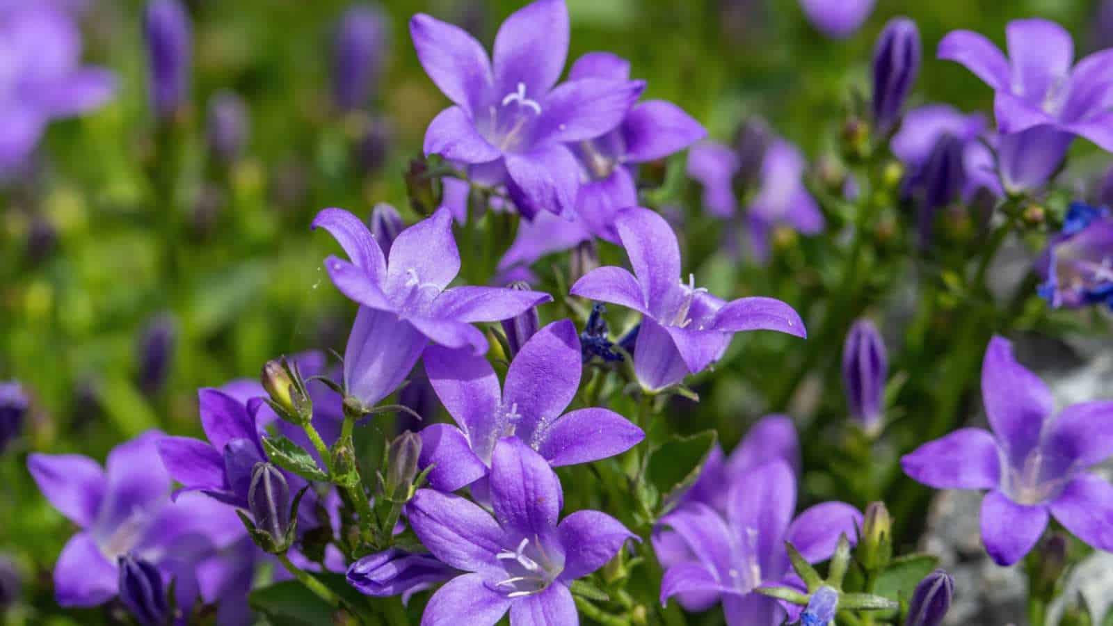 97 Purple Flowers (with Photos & Names) for Your Home & Garden