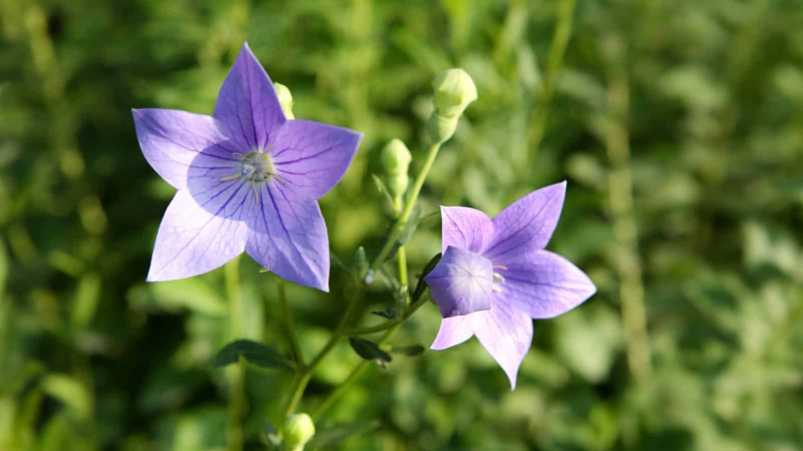 97 Purple Flowers (with Photos & Names) for Your Home & Garden