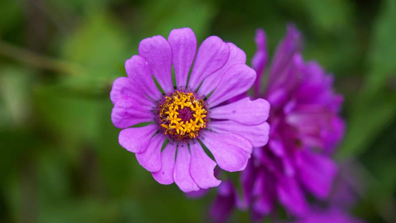 97 Purple Flowers (with Photos & Names) for Your Home & Garden