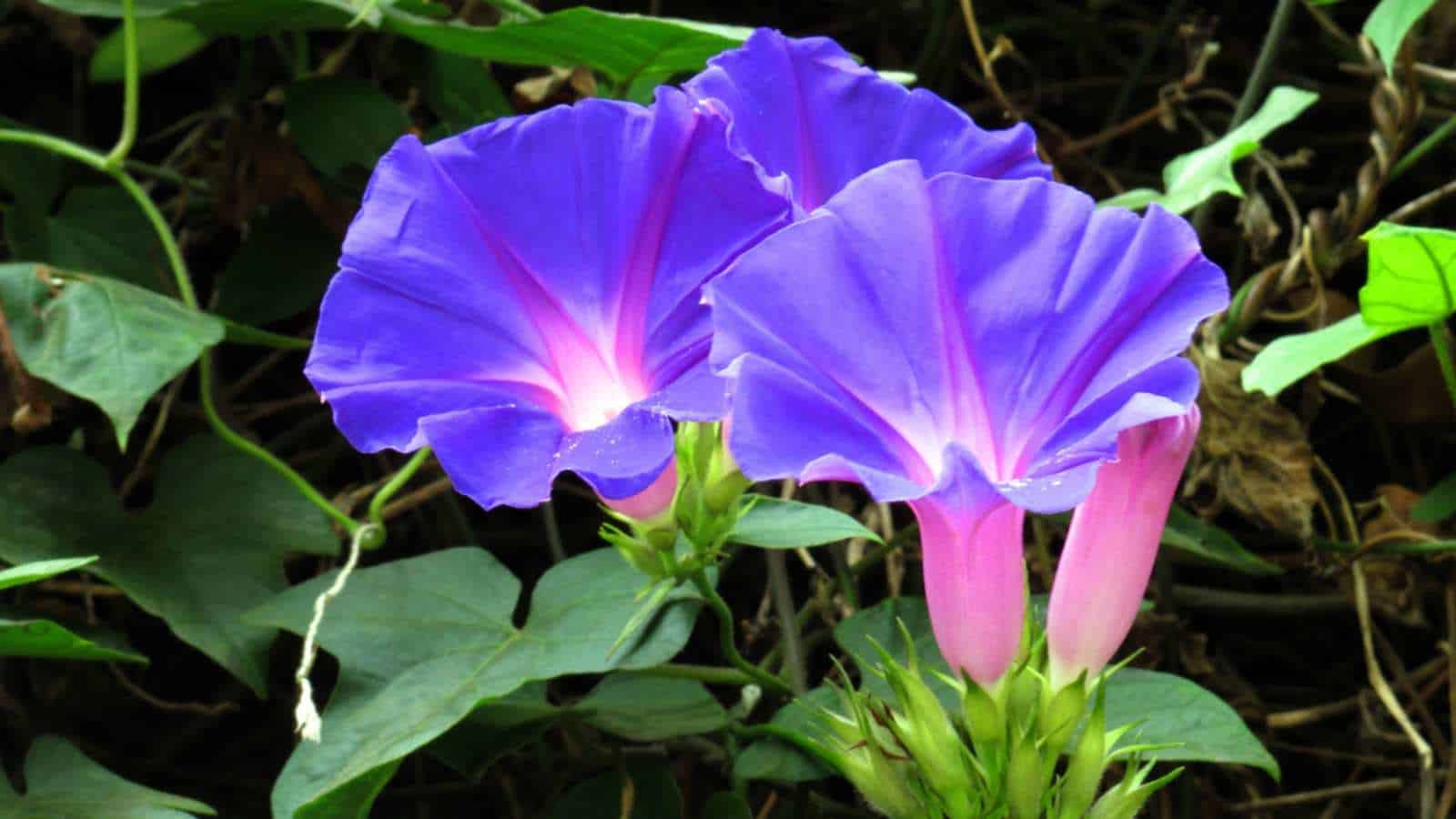 Morning Glory Varieties: 15 Stunning Types for Your Garden