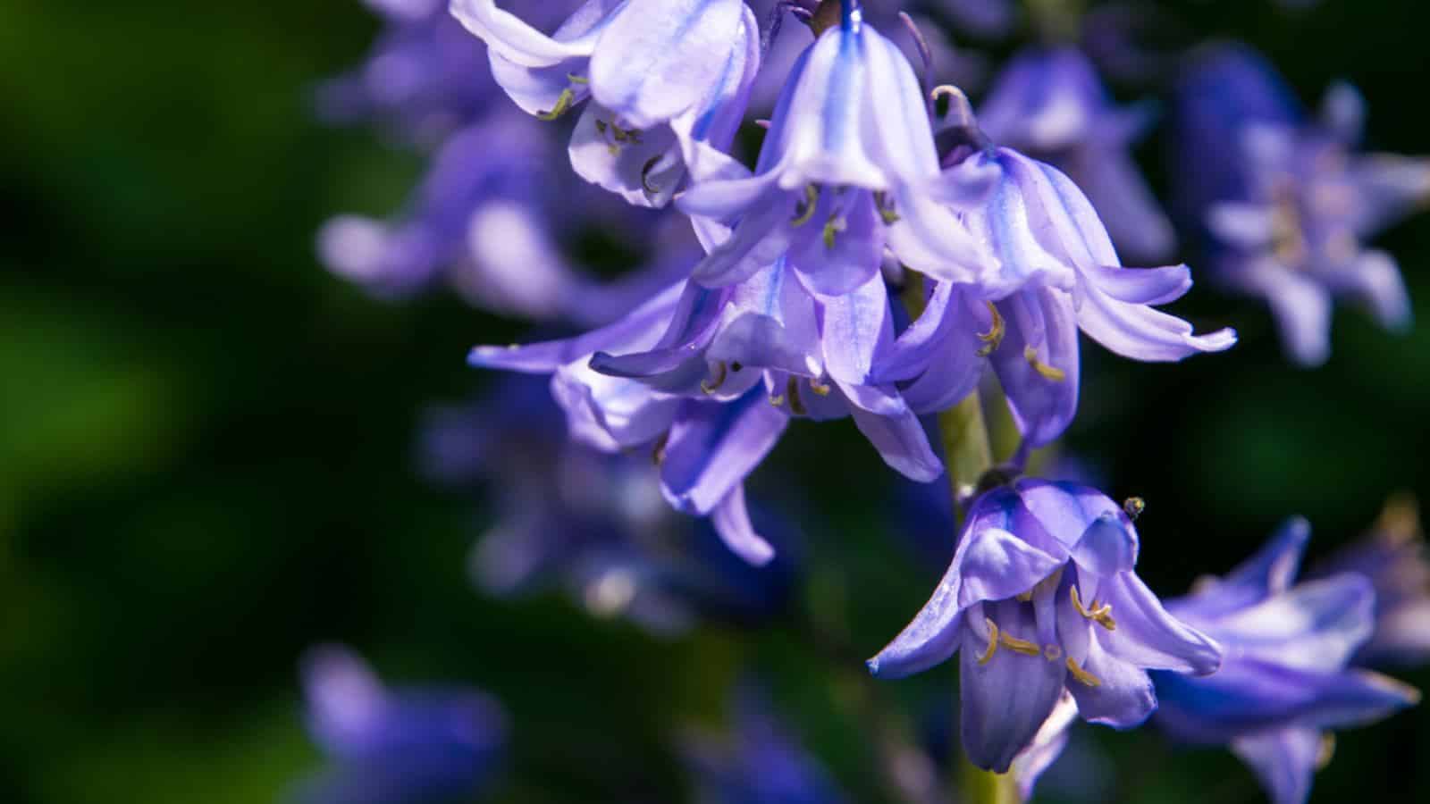 97 Purple Flowers (with Photos & Names) for Your Home & Garden