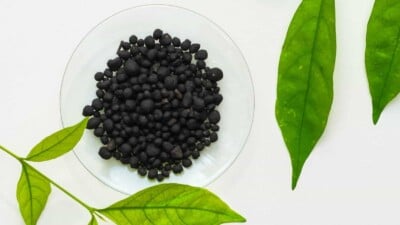 Guano: What Is It + How to Use It in Your Home Gardens