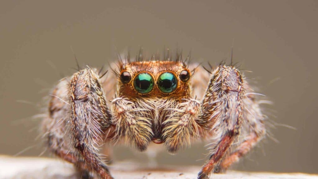 Jumping Spider: Everything You Need to Know + 7 Facts!