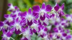 Orchid: How to Grow and Care for Orchids (Complete Guide)