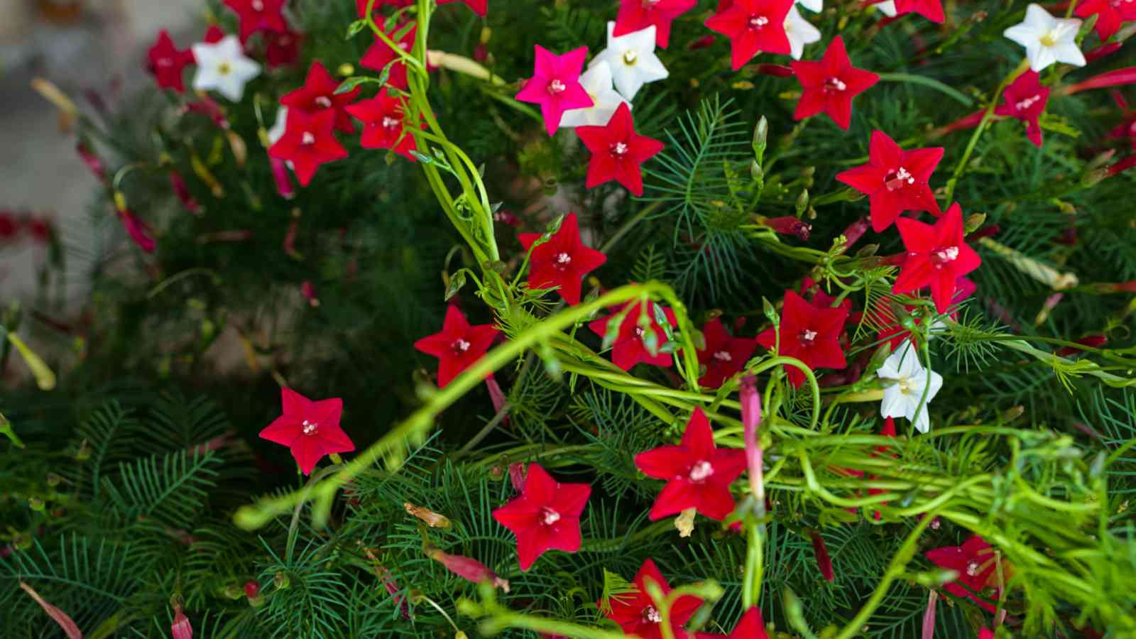 Morning Glory Varieties: 15 Stunning Types for Your Garden