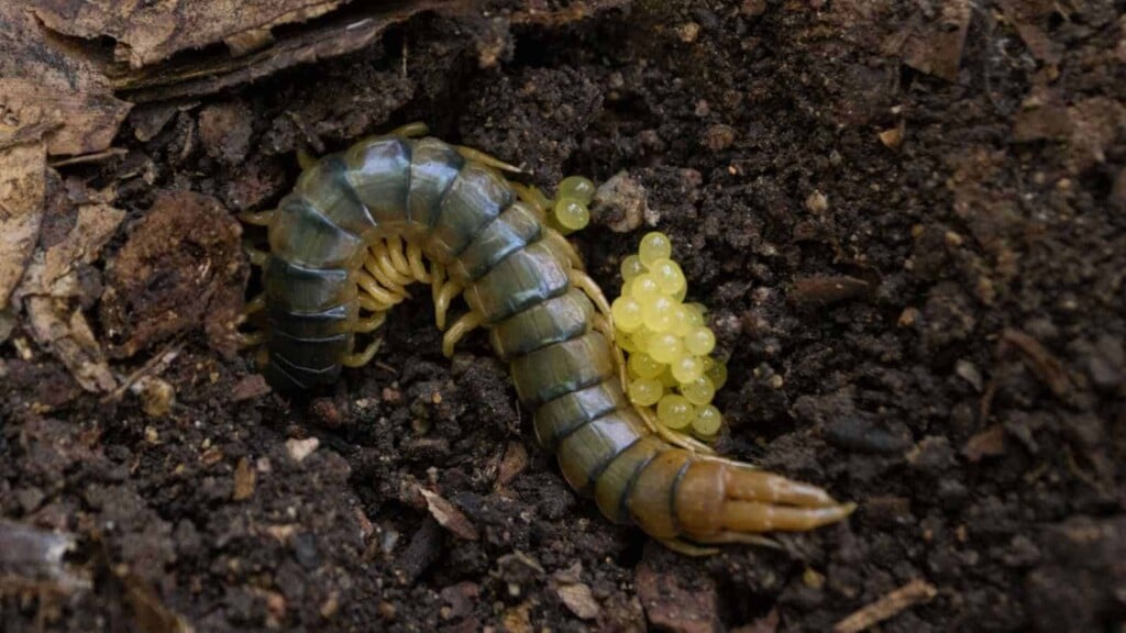 Centipede: Complete Guide to Centipedes (Inside and Outside)