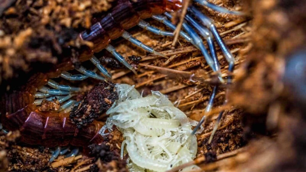 Centipede: Complete Guide to Centipedes (Inside and Outside)