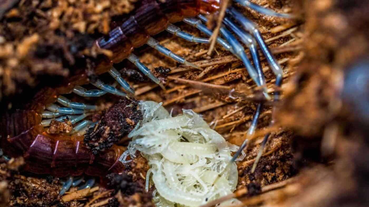 Centipede: Complete Guide to Centipedes (Inside and Outside)