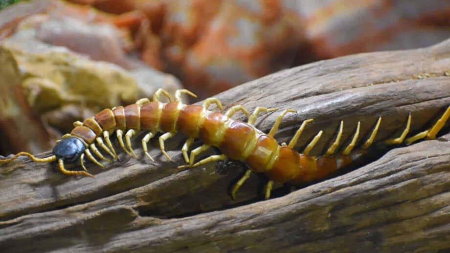 Centipede: Complete Guide to Centipedes (Inside and Outside)