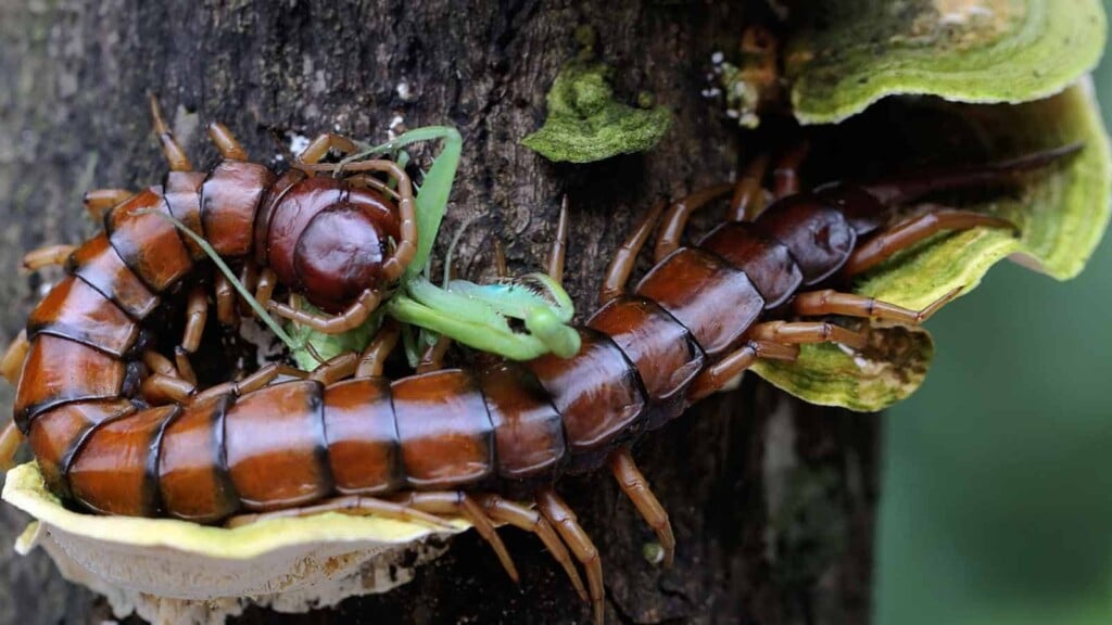 Centipede: Complete Guide to Centipedes (Inside and Outside)