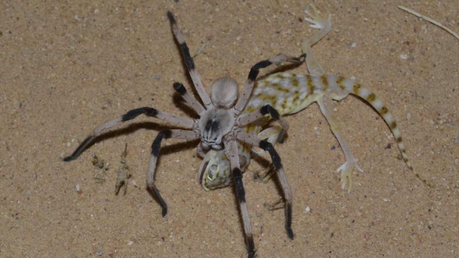 The 11 Biggest Spiders In The World (And Where They Live)