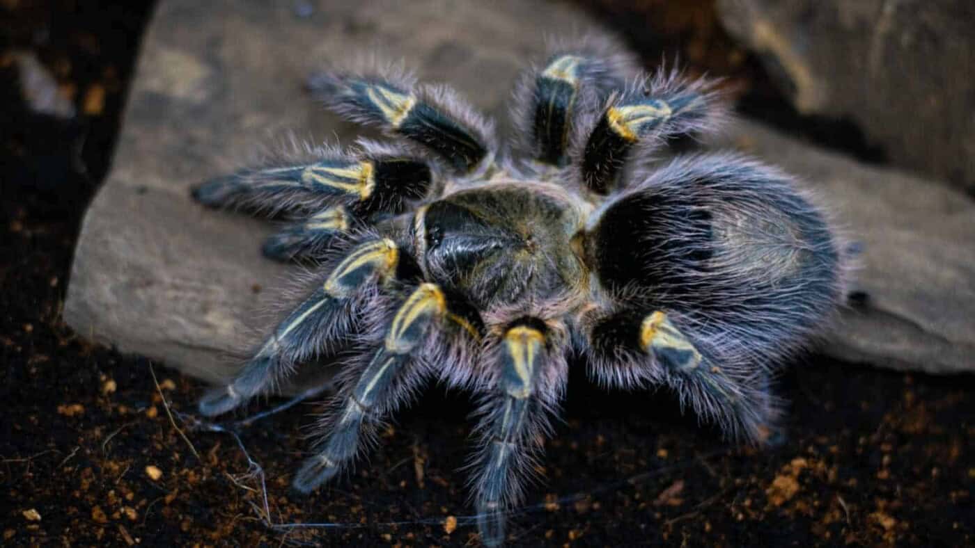The 11 Biggest Spiders In The World (And Where They Live)