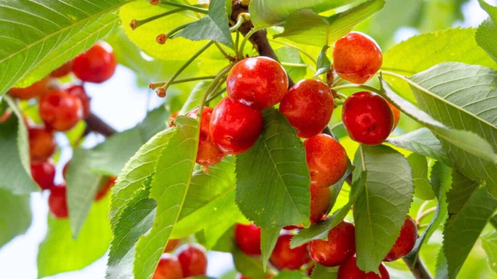 The Best Fast-Growing Fruit Trees for Your Garden - Complete List