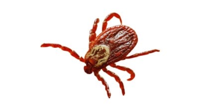 Mites: Different Types, Bites, and How to Get Rid of Them