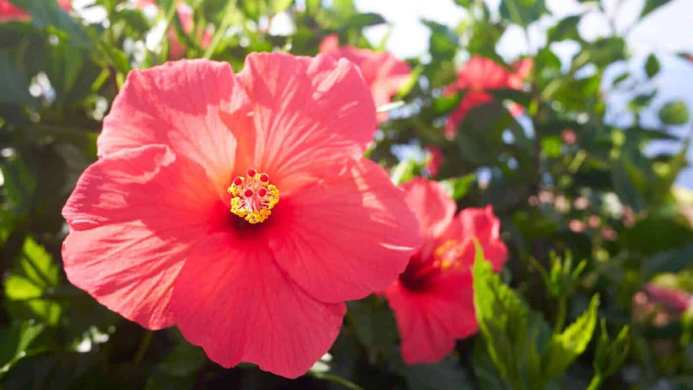 Nature's Paintbrush: 15 Striking Red-Flowering Trees Revealed