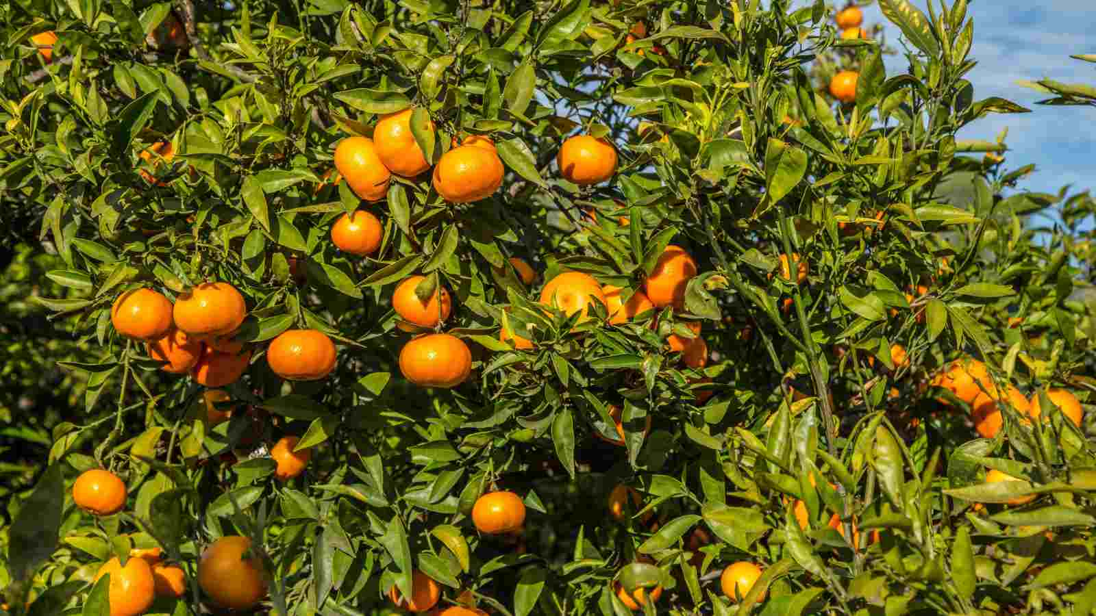 The Best Fast-Growing Fruit Trees for Your Garden - Complete List