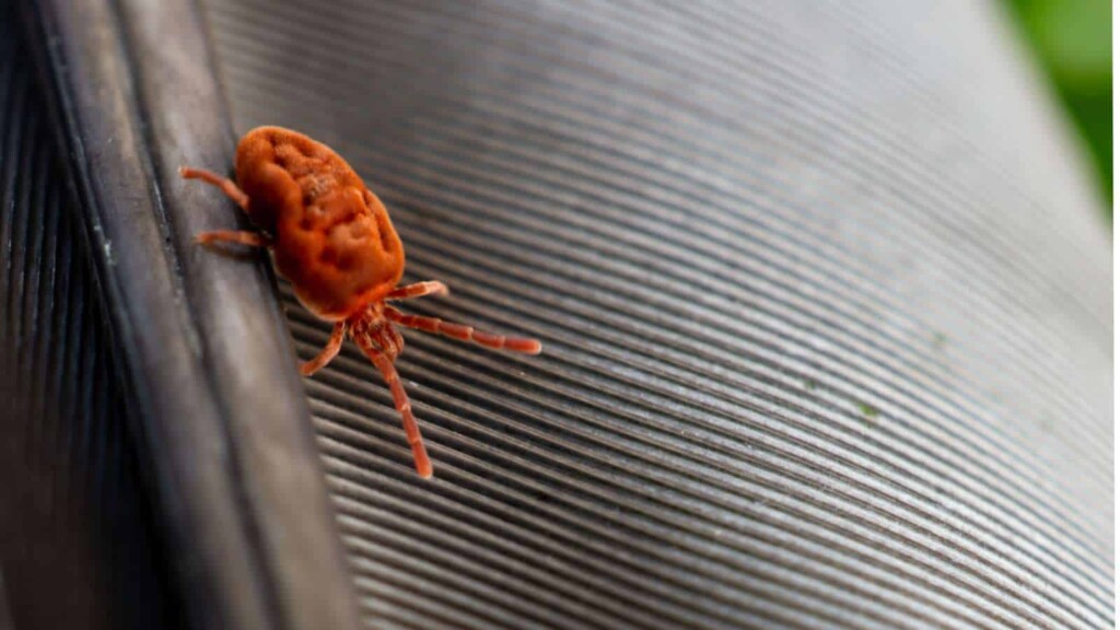 Tiny Red Bugs: Complete Guide to Clover Mites in 2024 | Planet Natural