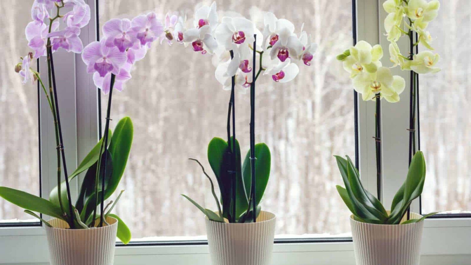 Orchid: How to Grow and Care for Orchids (Complete Guide)