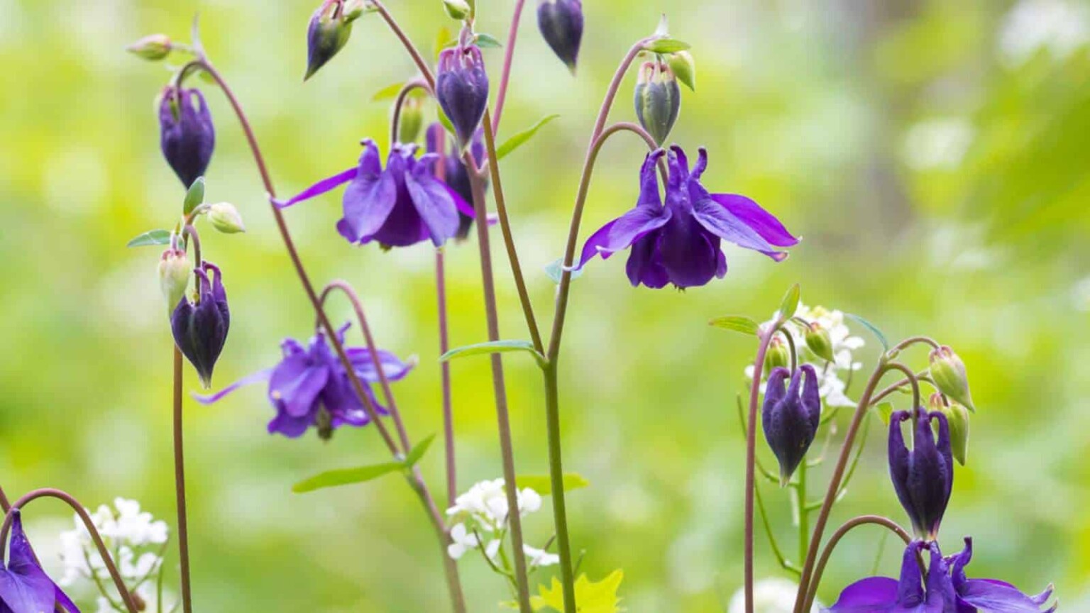 15 Flowers That Look Like Bells to Elevate Your Outdoor Space