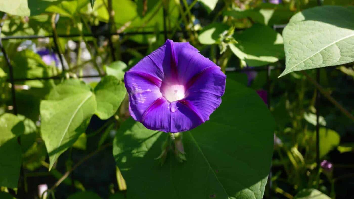 Morning Glory Varieties: 15 Stunning Types for Your Garden