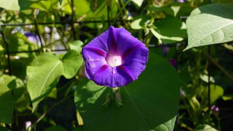 Morning Glory Varieties: 15 Stunning Types for Your Garden
