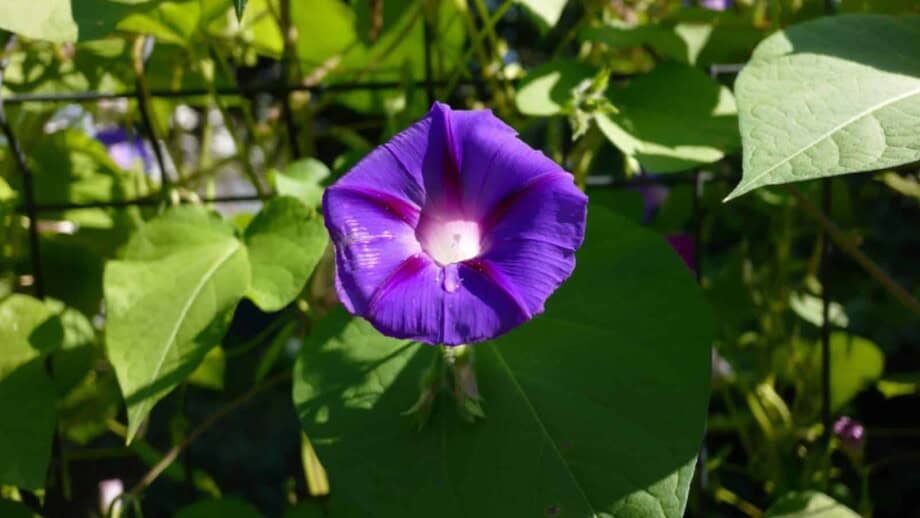 Morning Glory Varieties: 15 Stunning Types for Your Garden