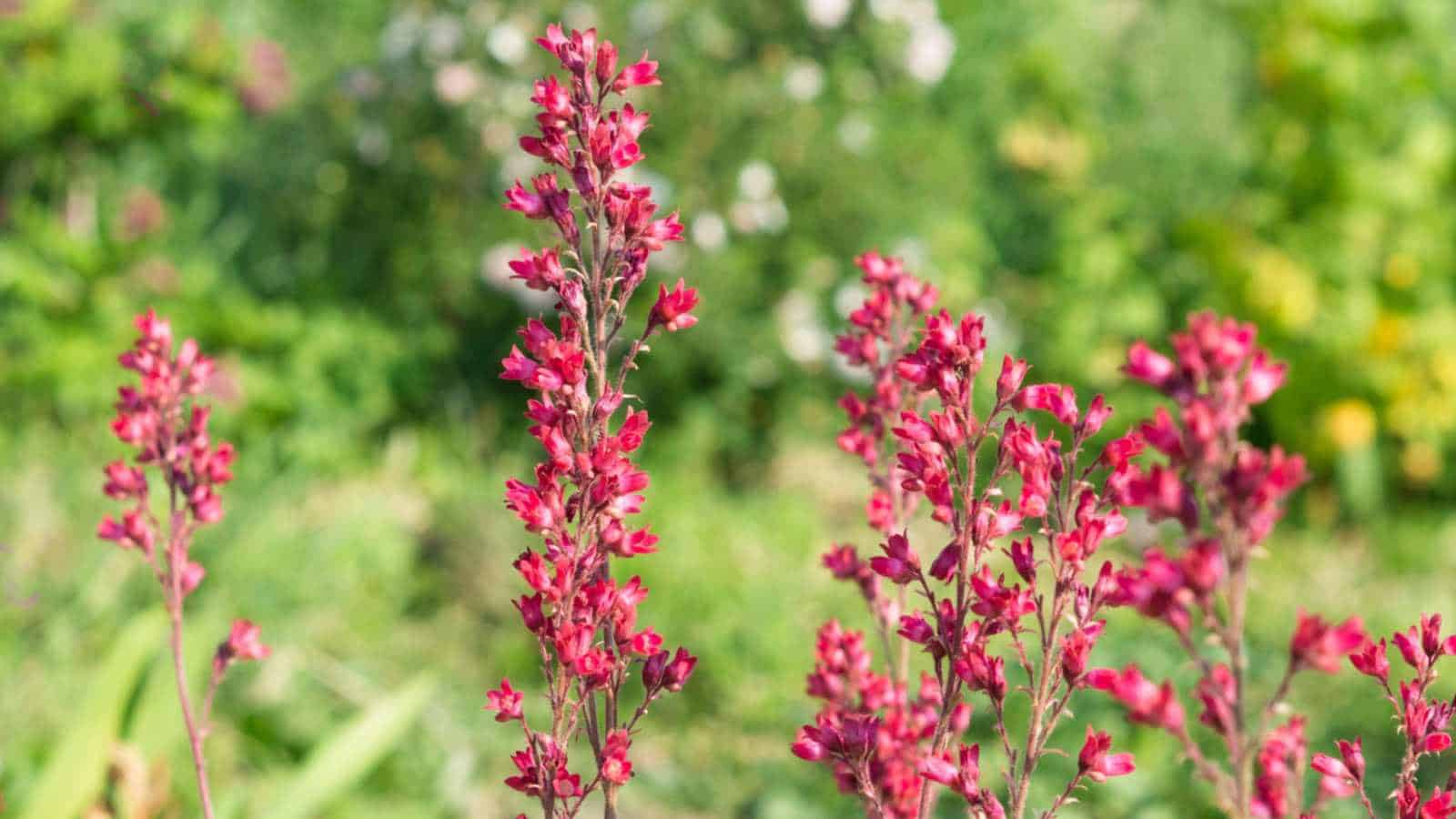 15 Flowers That Look Like Bells to Elevate Your Outdoor Space