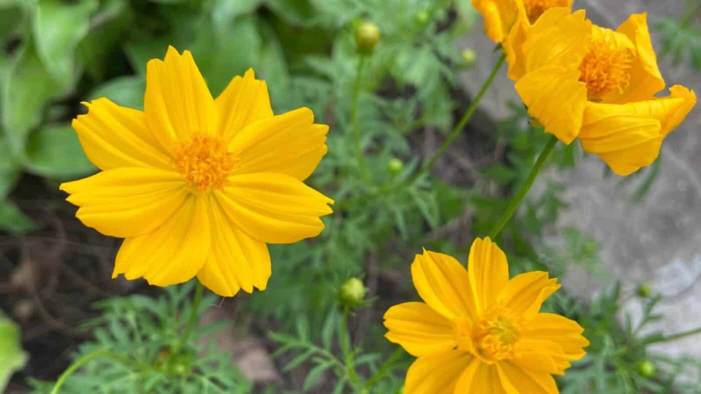 Flowers That Dance in the Wind: 14 Wind-Tolerant Beauties