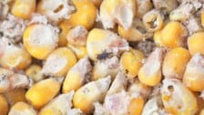 What is a Weevil? And How to Identify and Get Rid of Them