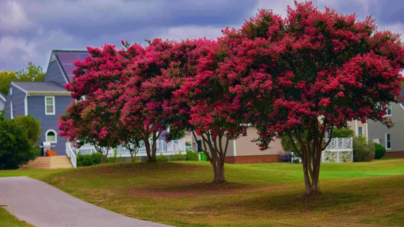 Nature's Paintbrush: 15 Striking Red-Flowering Trees Revealed
