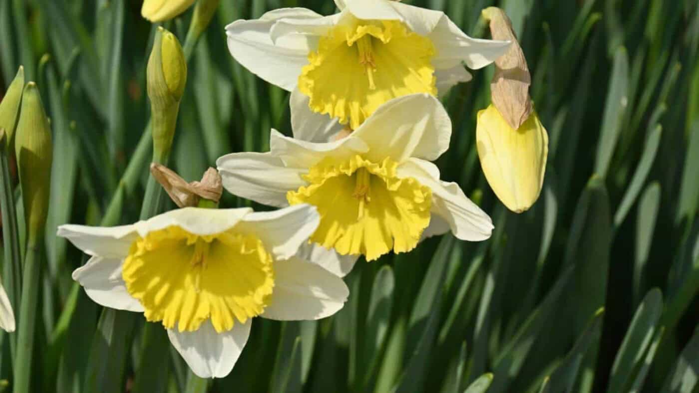 15 Flowers That Look Like Bells to Elevate Your Outdoor Space