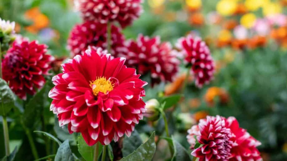 66 Types of Red Flowers for Your Garden (with Pictures)