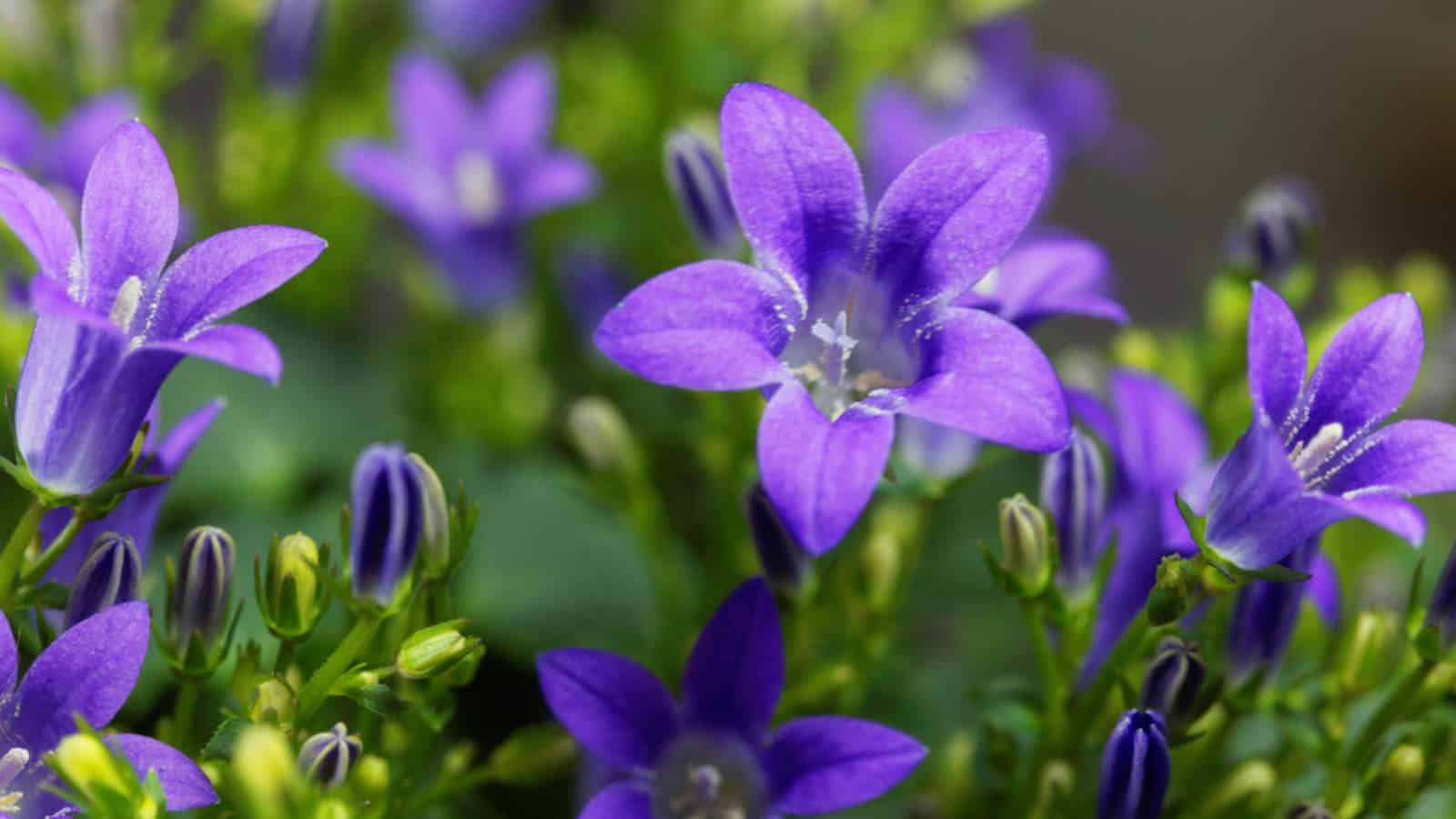 15 Flowers That Look Like Bells to Elevate Your Outdoor Space