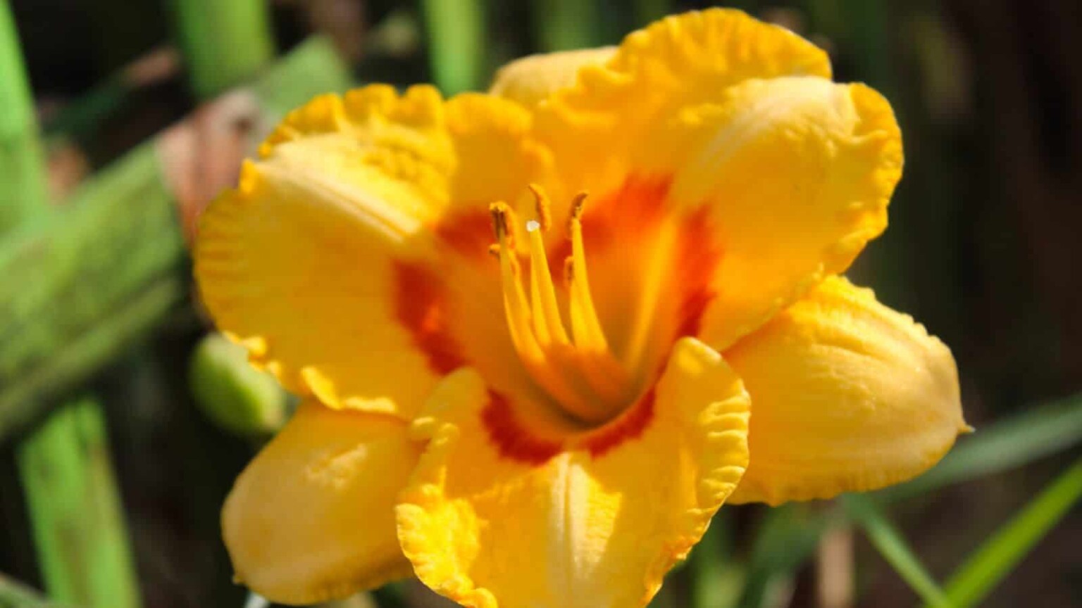 Flowers That Dance in the Wind: 14 Wind-Tolerant Beauties