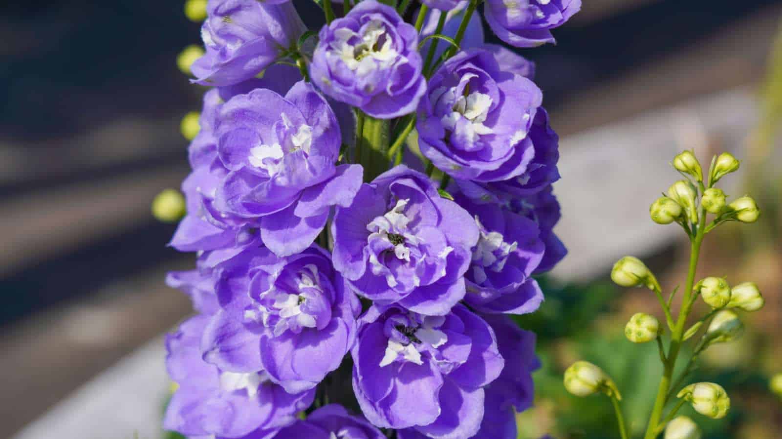97 Purple Flowers (with Photos & Names) for Your Home & Garden