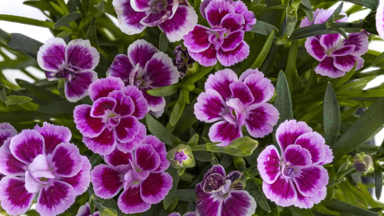97 Purple Flowers (with Photos & Names) for Your Home & Garden