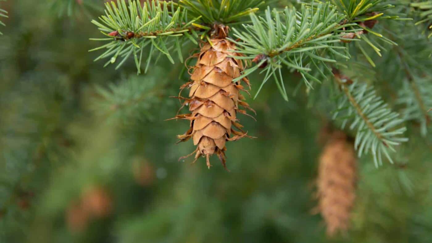 17 Outdoor Plants to Decorate Your Christmas