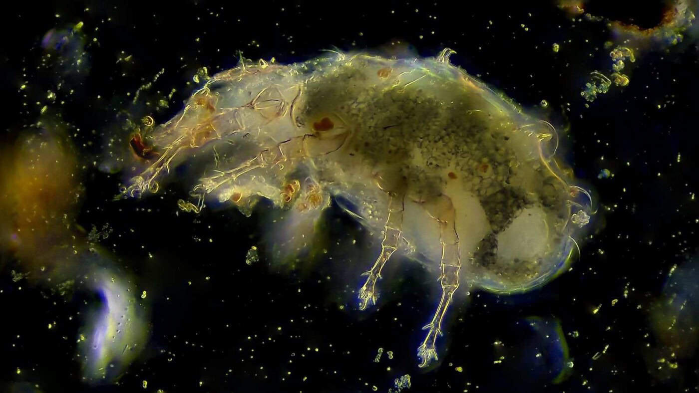 Mites: Different Types, Bites, and How to Get Rid of Them